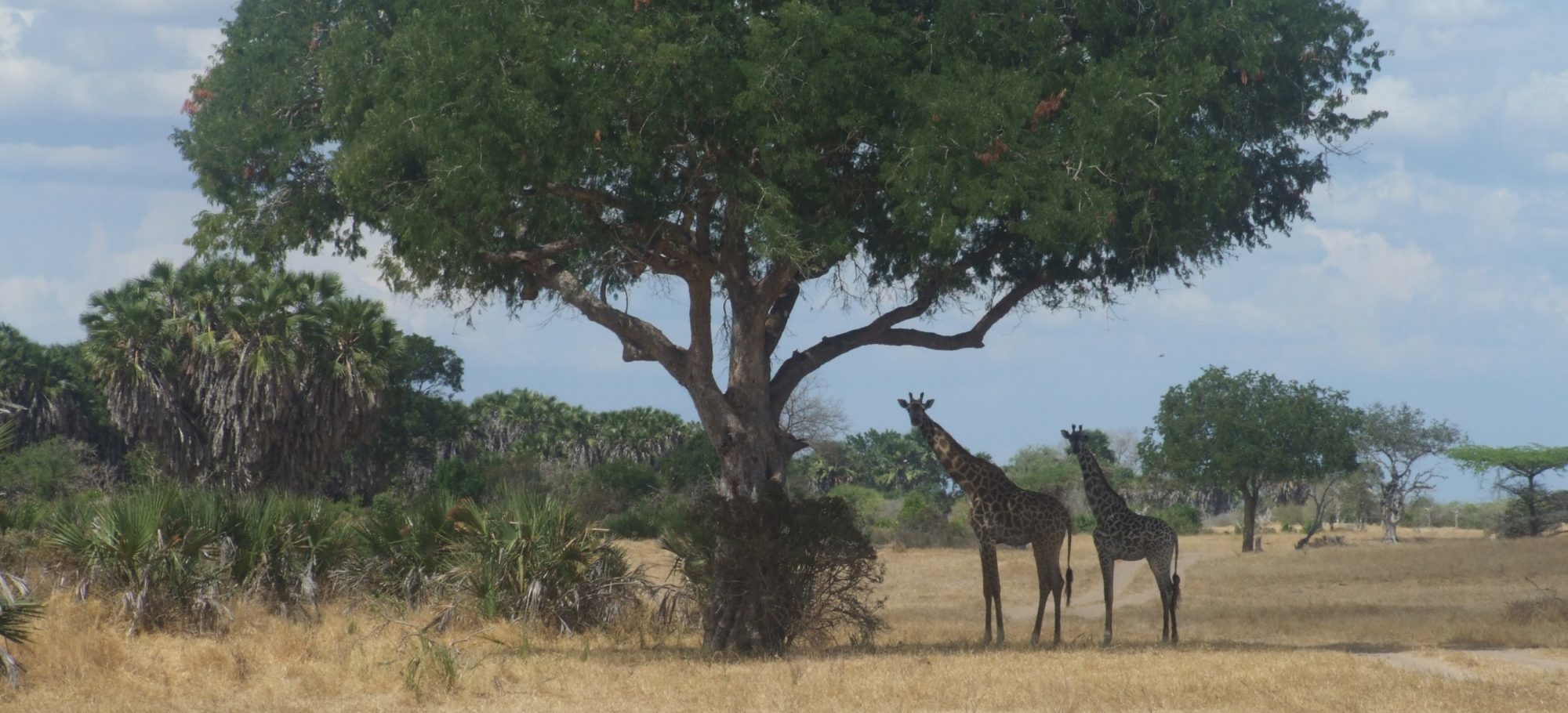 Sclater Guenon (also known as the Nigerian Monkey) – See Animals Wild