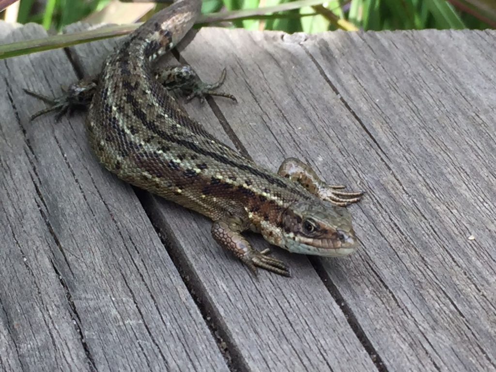 Thursley Common – British reptile watching – See Animals Wild
