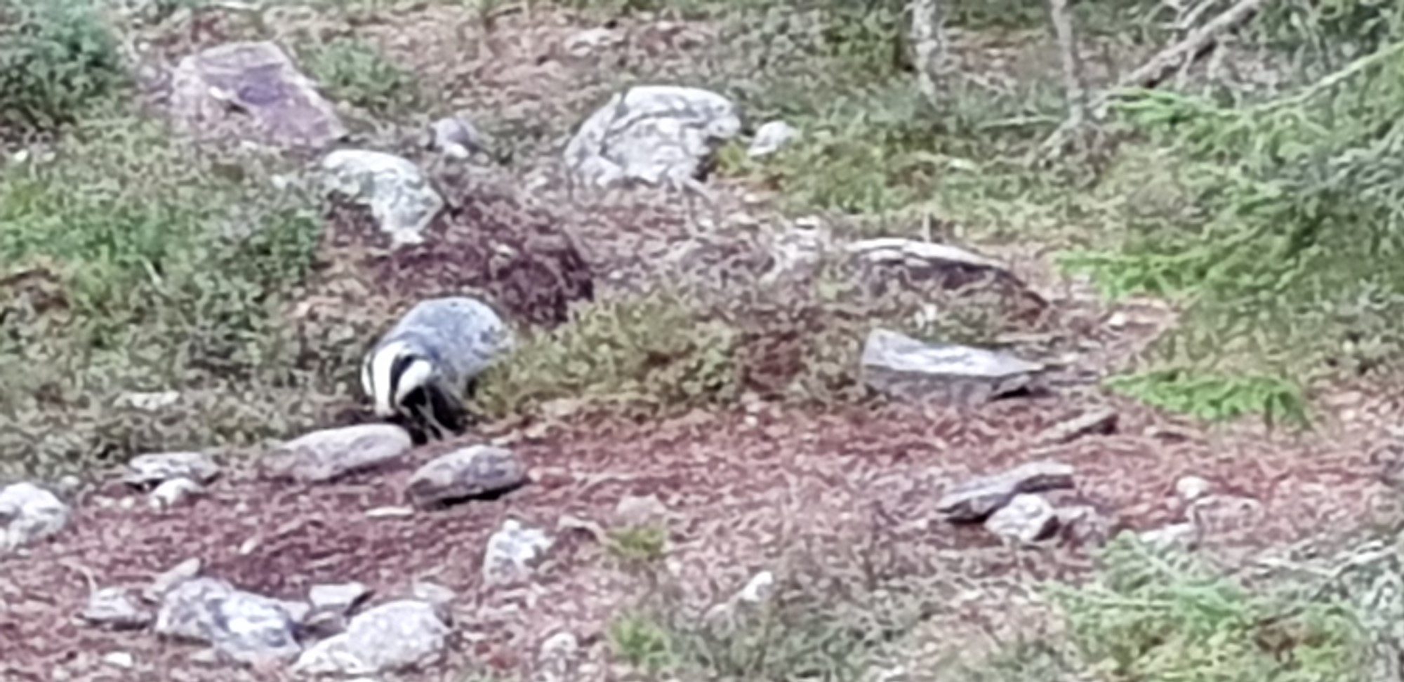 Spent the day, writing our pages for Langurs, but there is wildlife ...