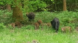 Philippine mouse-deer – See Animals Wild