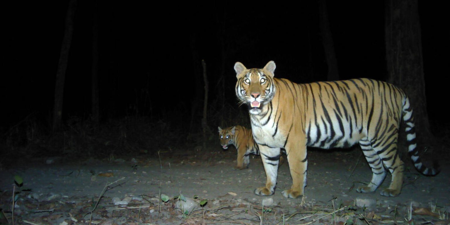 Tiger doubling aim from 2010 review – Nepal – See Animals Wild