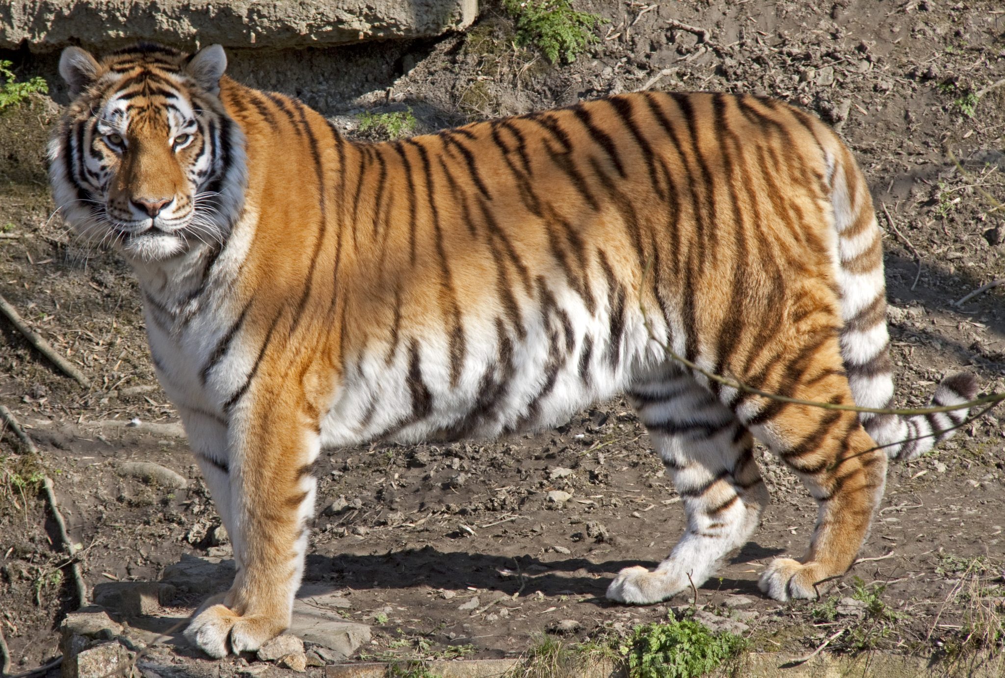 Bringing back the Amur tiger to the western part of its range! (The ...