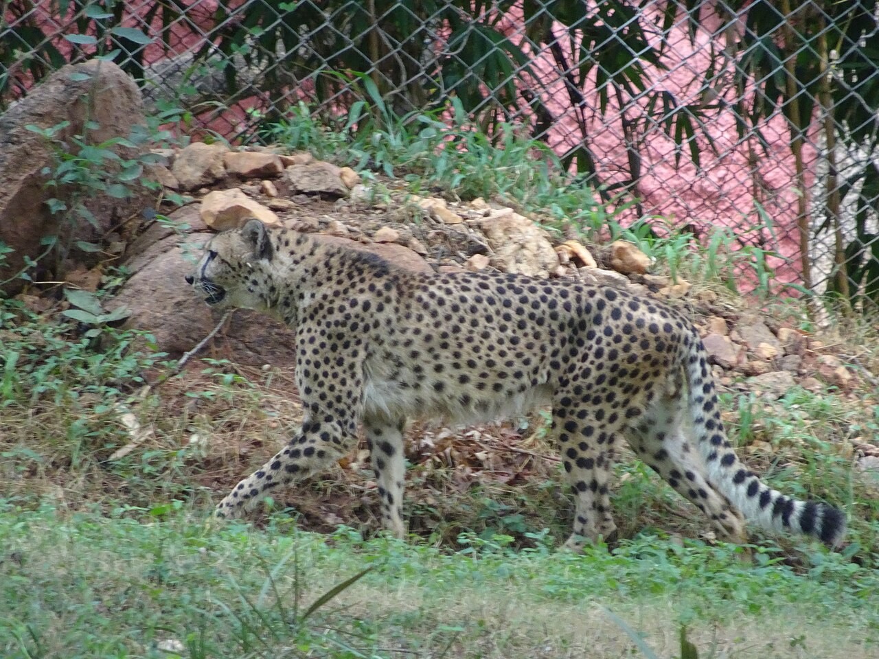 cheetah, reintroduction – See Animals Wild