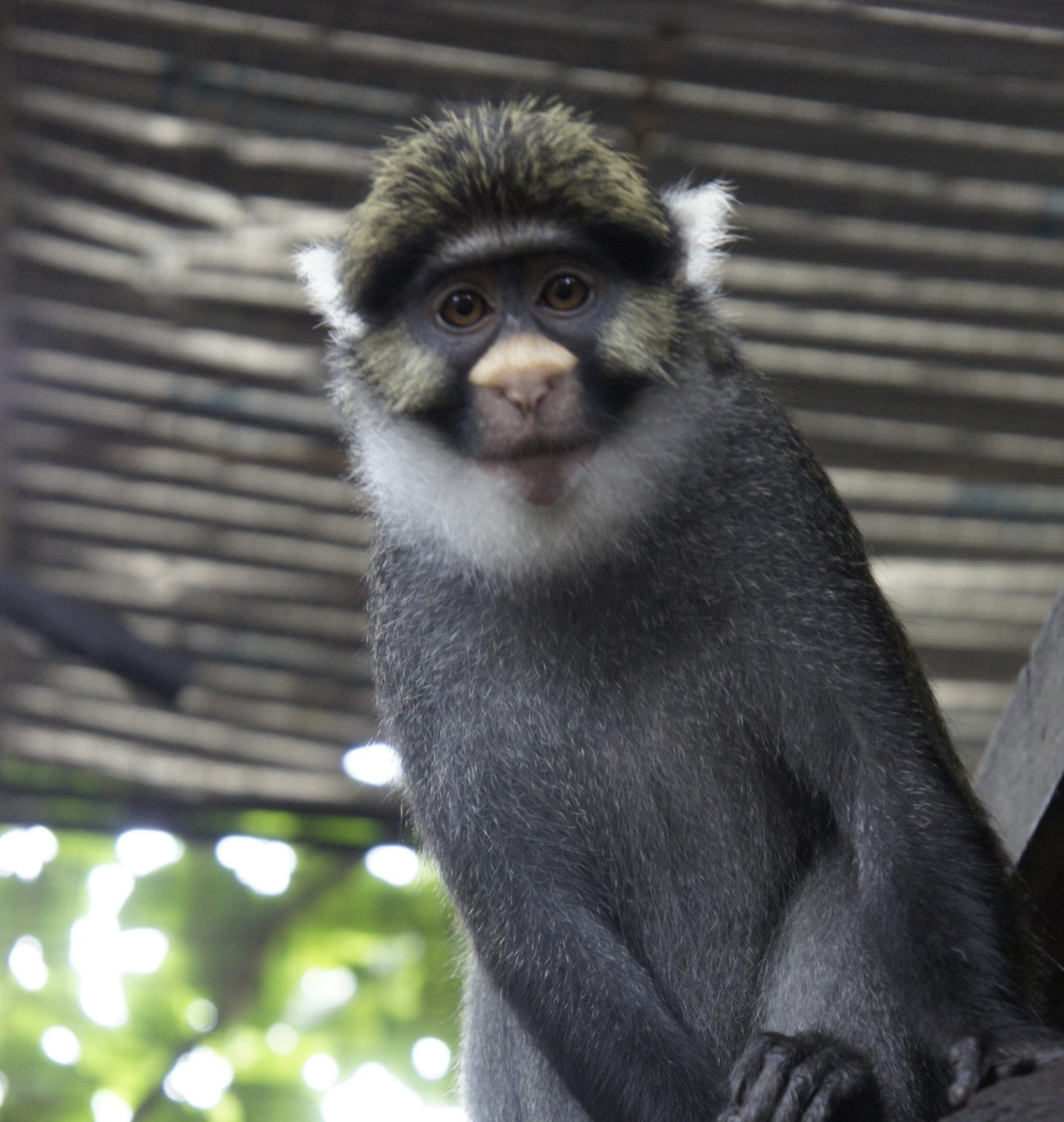 Sclater Guenon (also known as the Nigerian Monkey) – See Animals Wild