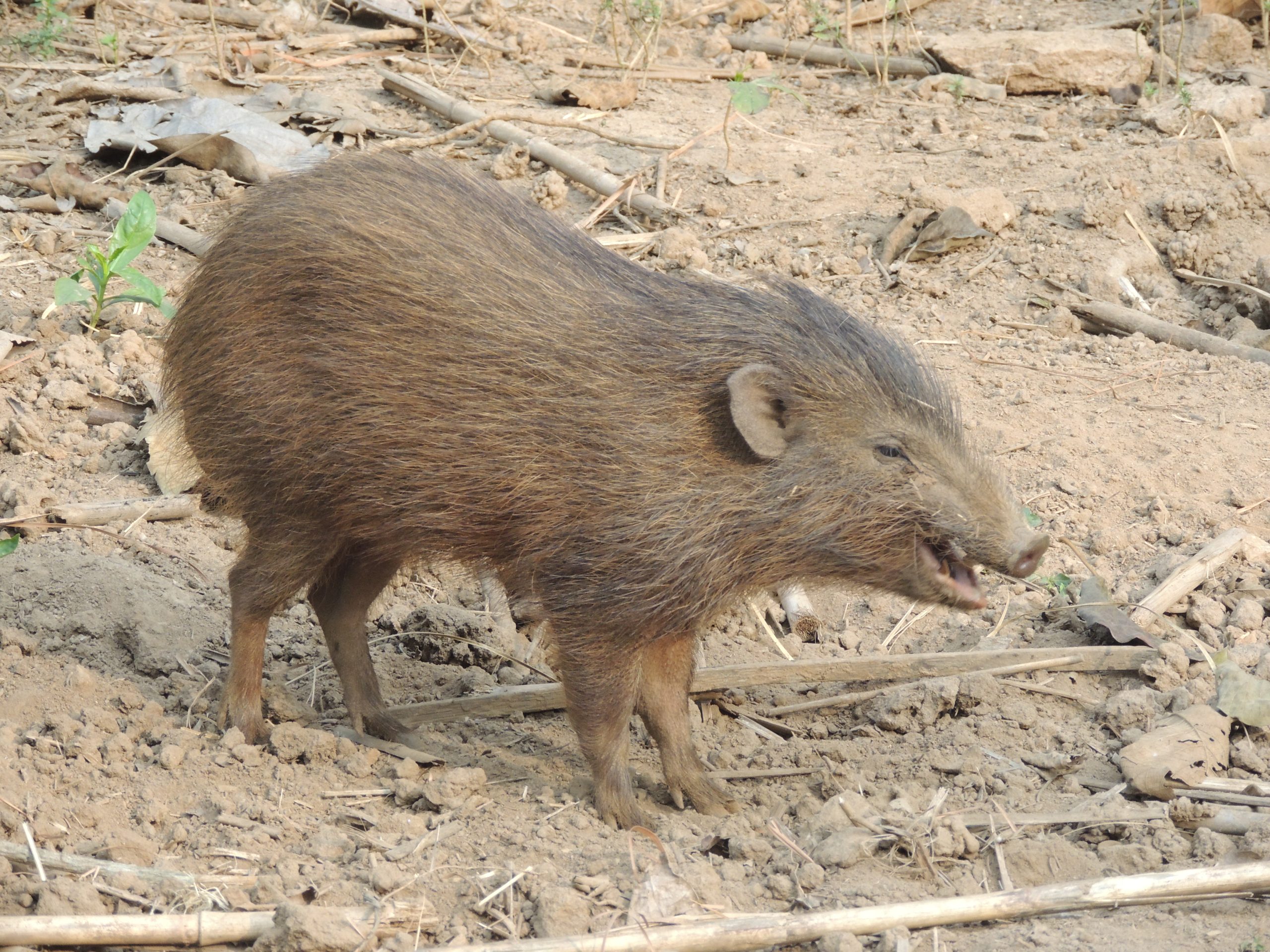 Sus genus or the family of pigs – See Animals Wild