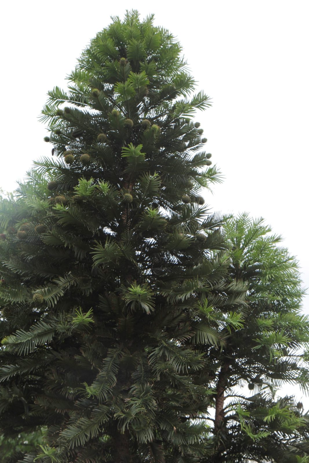 A species back from extinction? A species of pine tree thought extinct ...