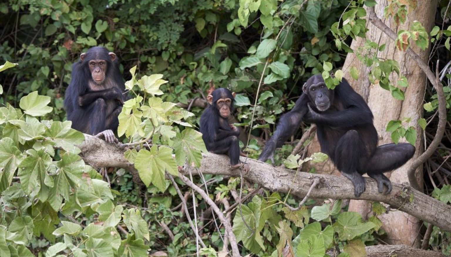 Ghana – See Animals Wild