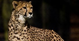 Big cat family tree – See Animals Wild