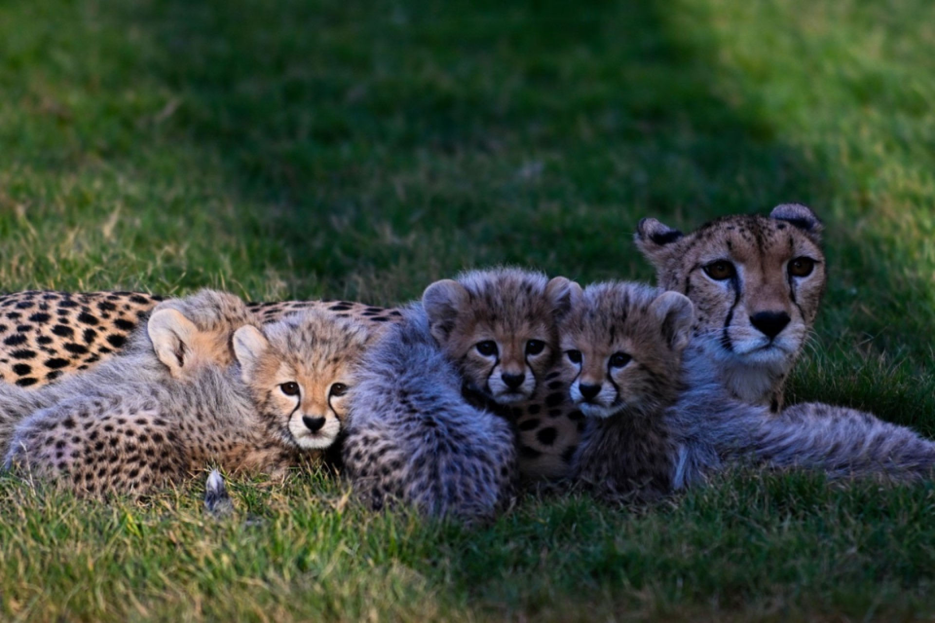 4 new cheetah cubs born in Saudi Arabia, 40 years after extinction ...
