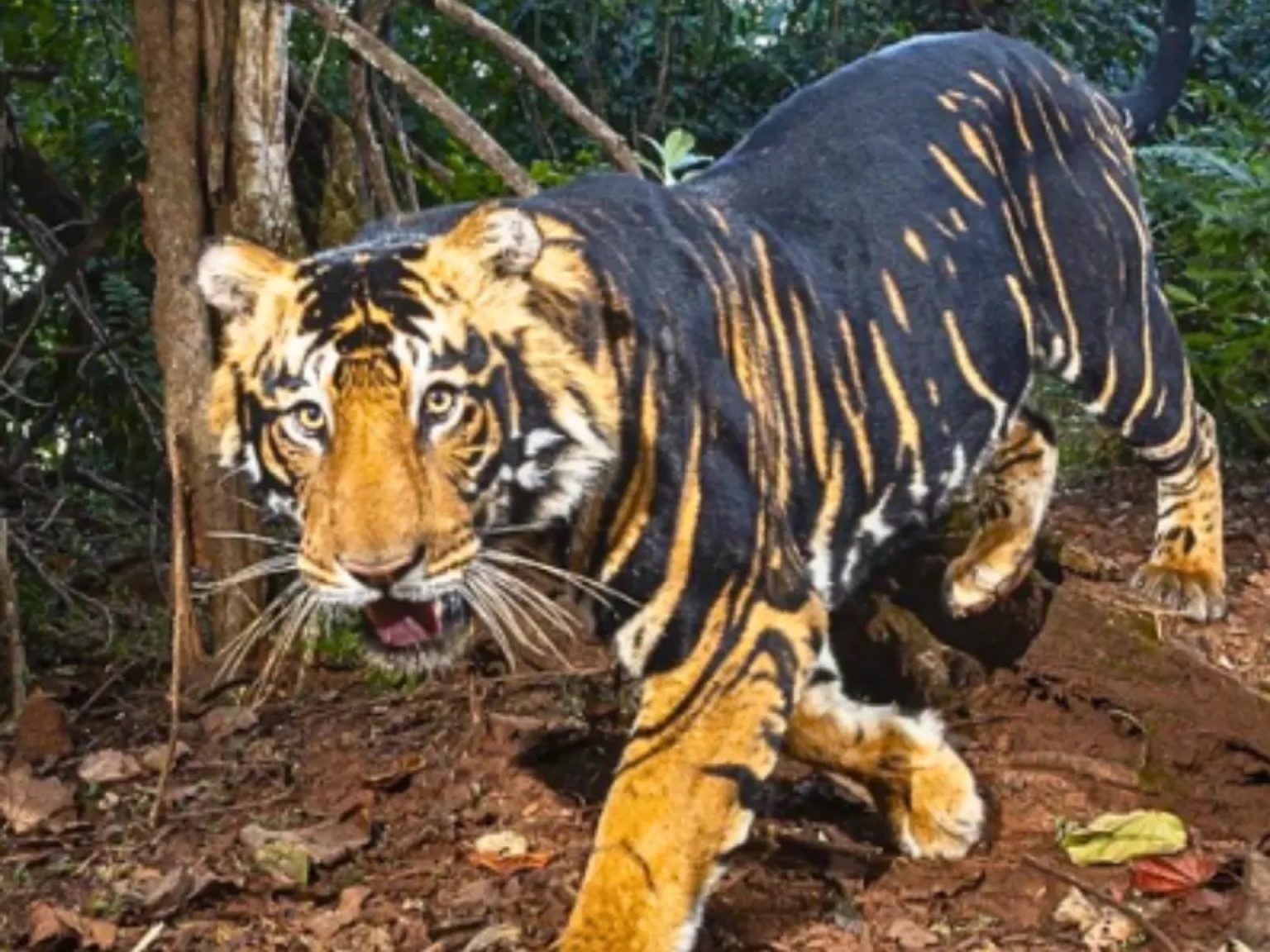 Rare black tiger spotted in Odisha – See Animals Wild