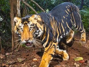 Rare black tiger spotted in Odisha – See Animals Wild
