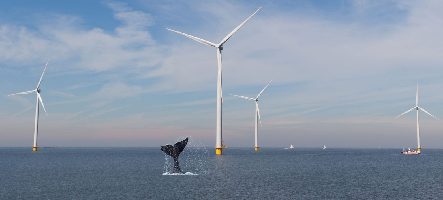 Why are people determined to believe that wind turbines kill whales ...
